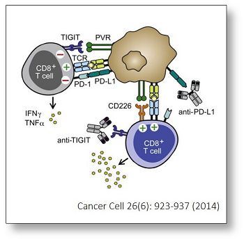 TIGIT and PD-1 combinatorial therapy: One step closer to effective anti-cancer drug - News ...